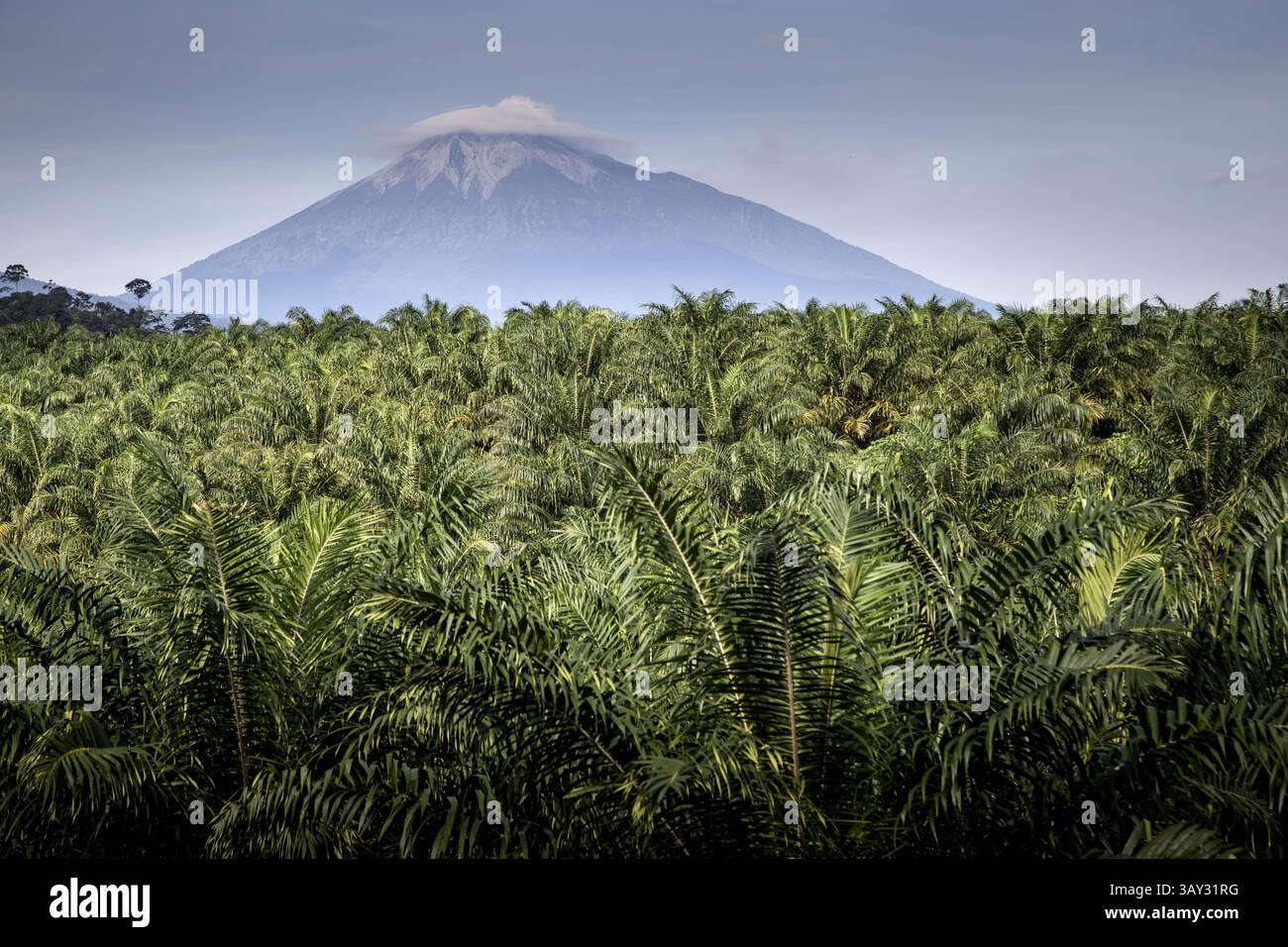Palm oil in indonesia 2 jpg hi-res stock photography and images - Alamy