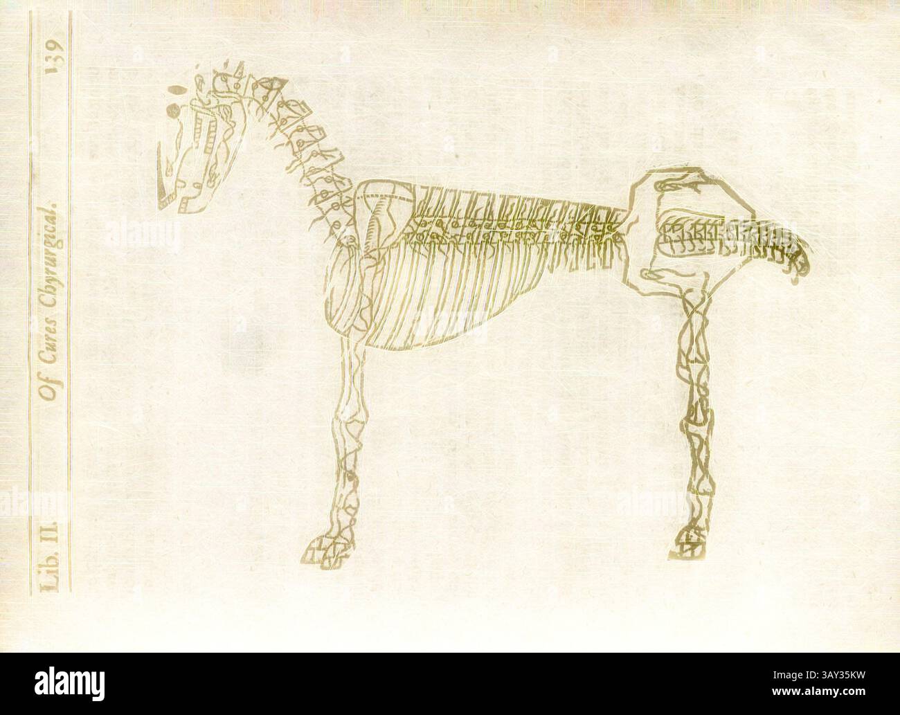 A detailed anatomical illustration of a horse's skeleton, showcasing ...
