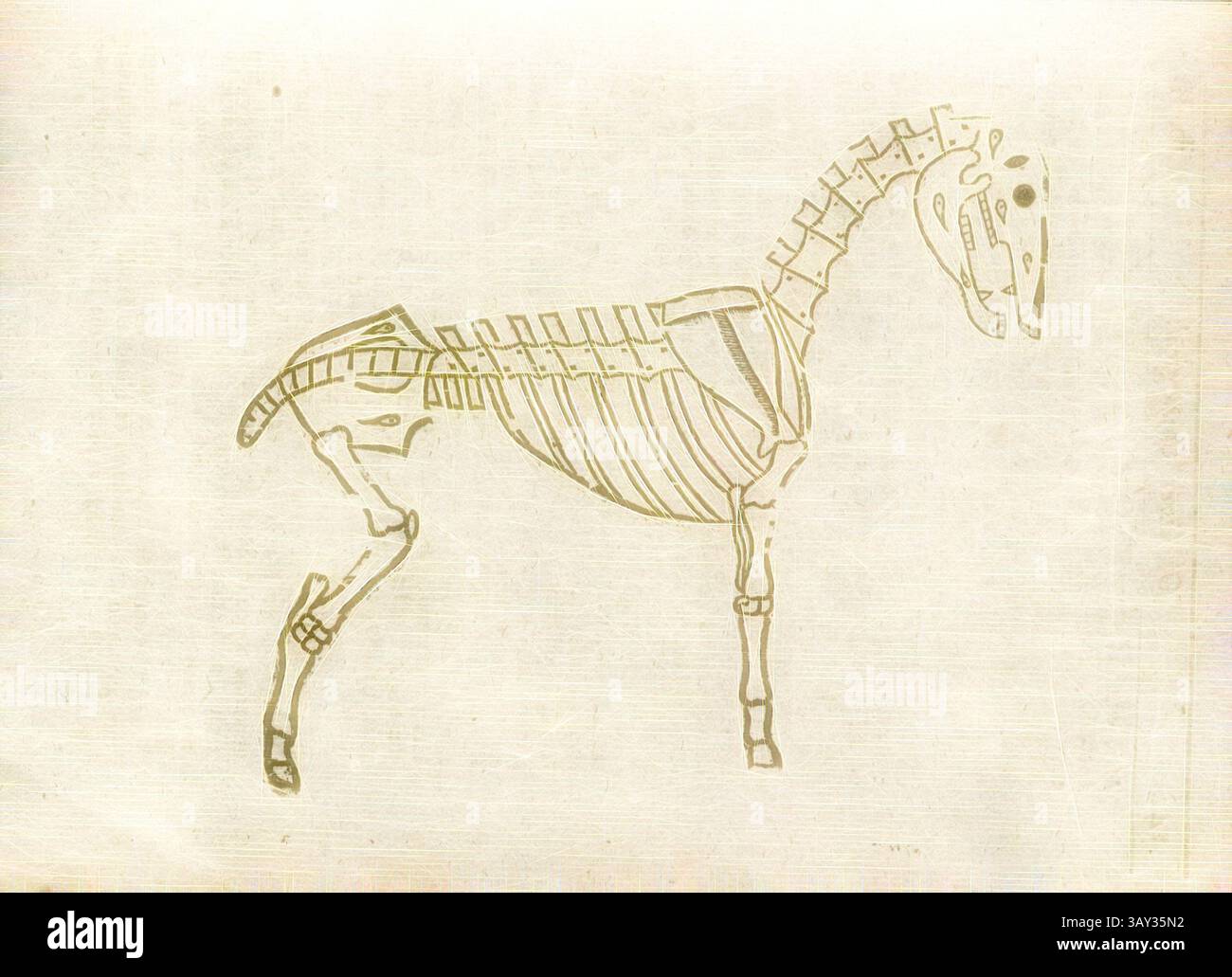 A detailed illustration of a horse skeleton, showcasing the intricate ...