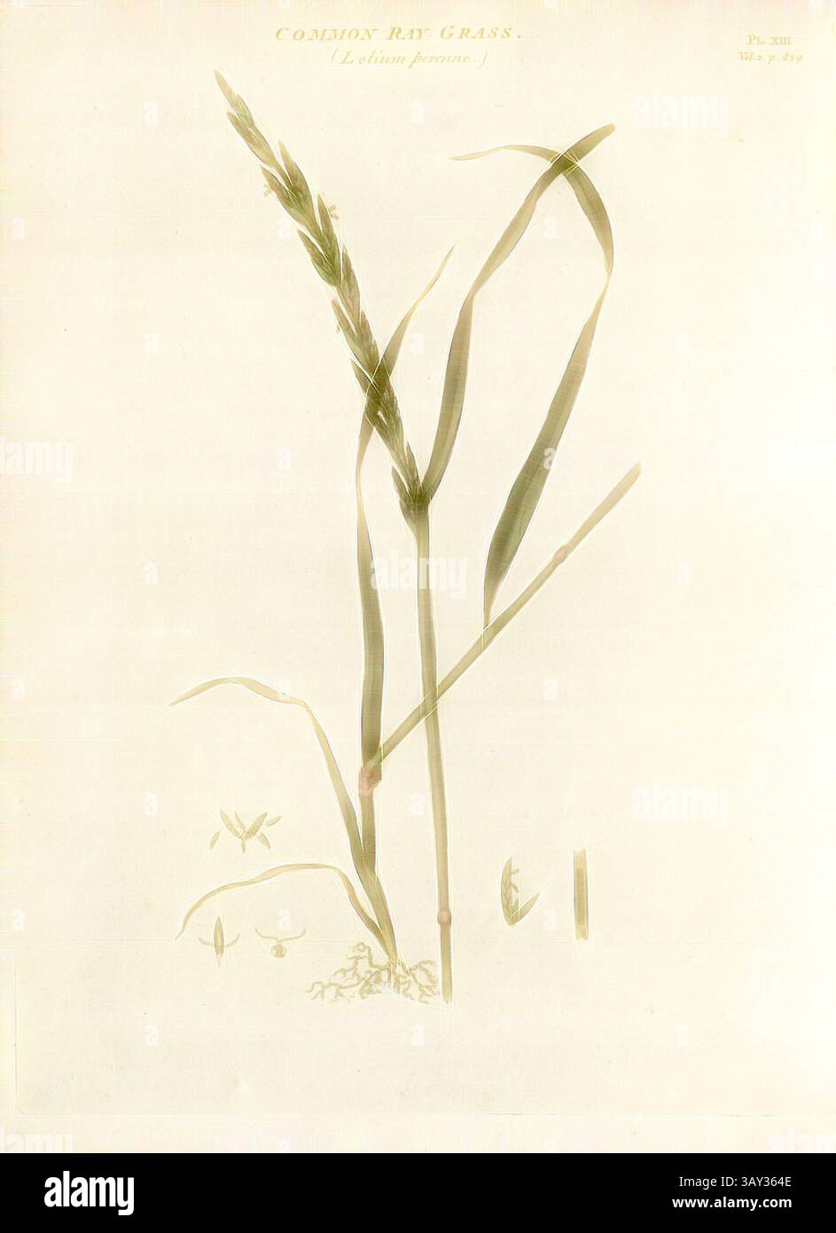 A delicate illustration of common ray grass, showcasing its slender ...
