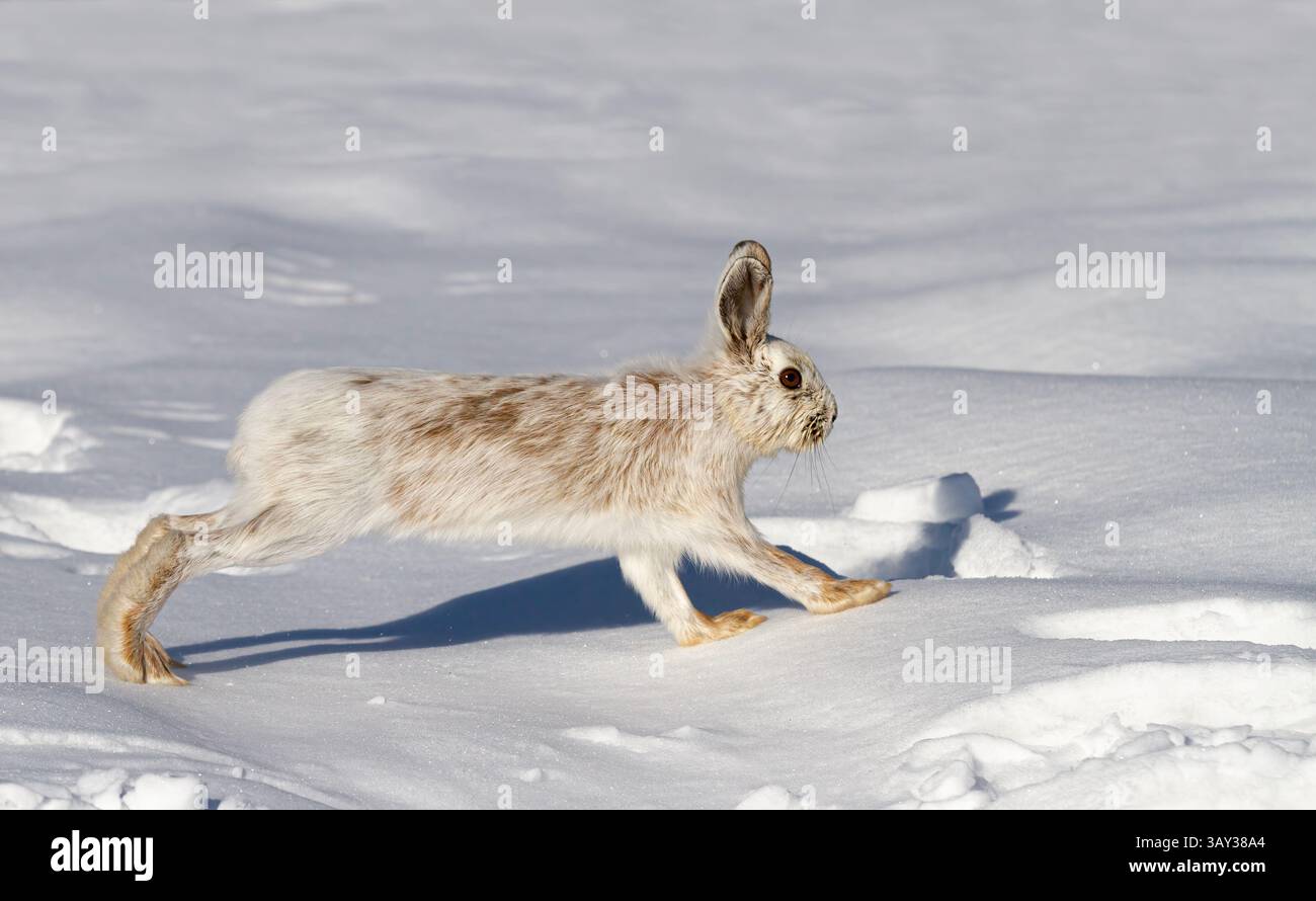 White Snowshoe hare isolated on white background running in snow in ...
