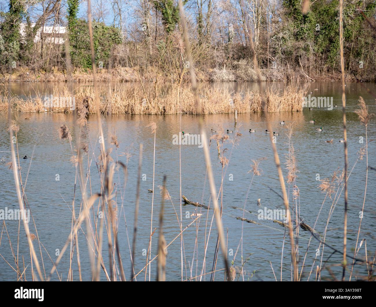 Wild birds in a pond Stock Photo - Alamy