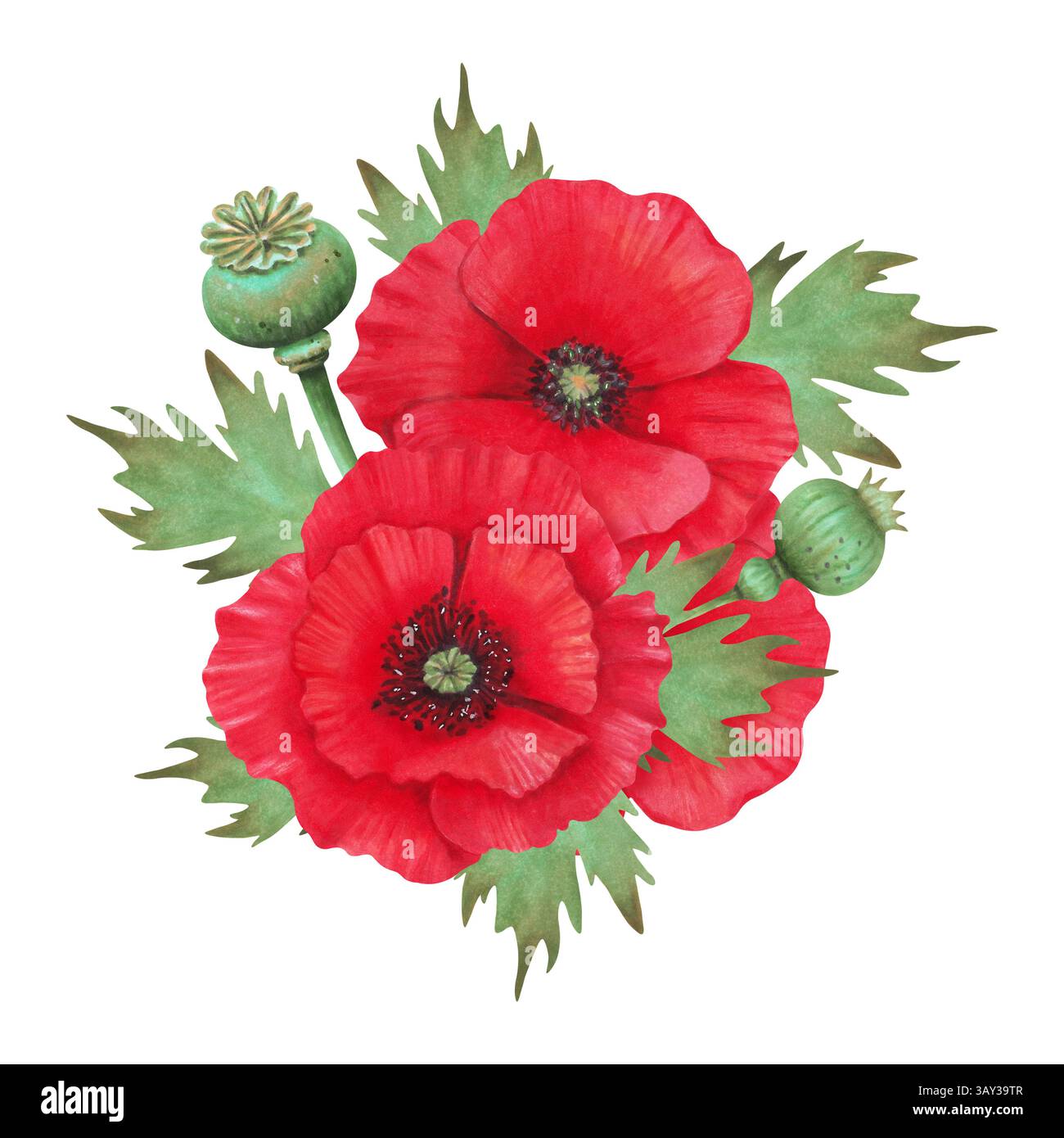 Composition of poppy flower buds with petals and capsules. Watercolor ...