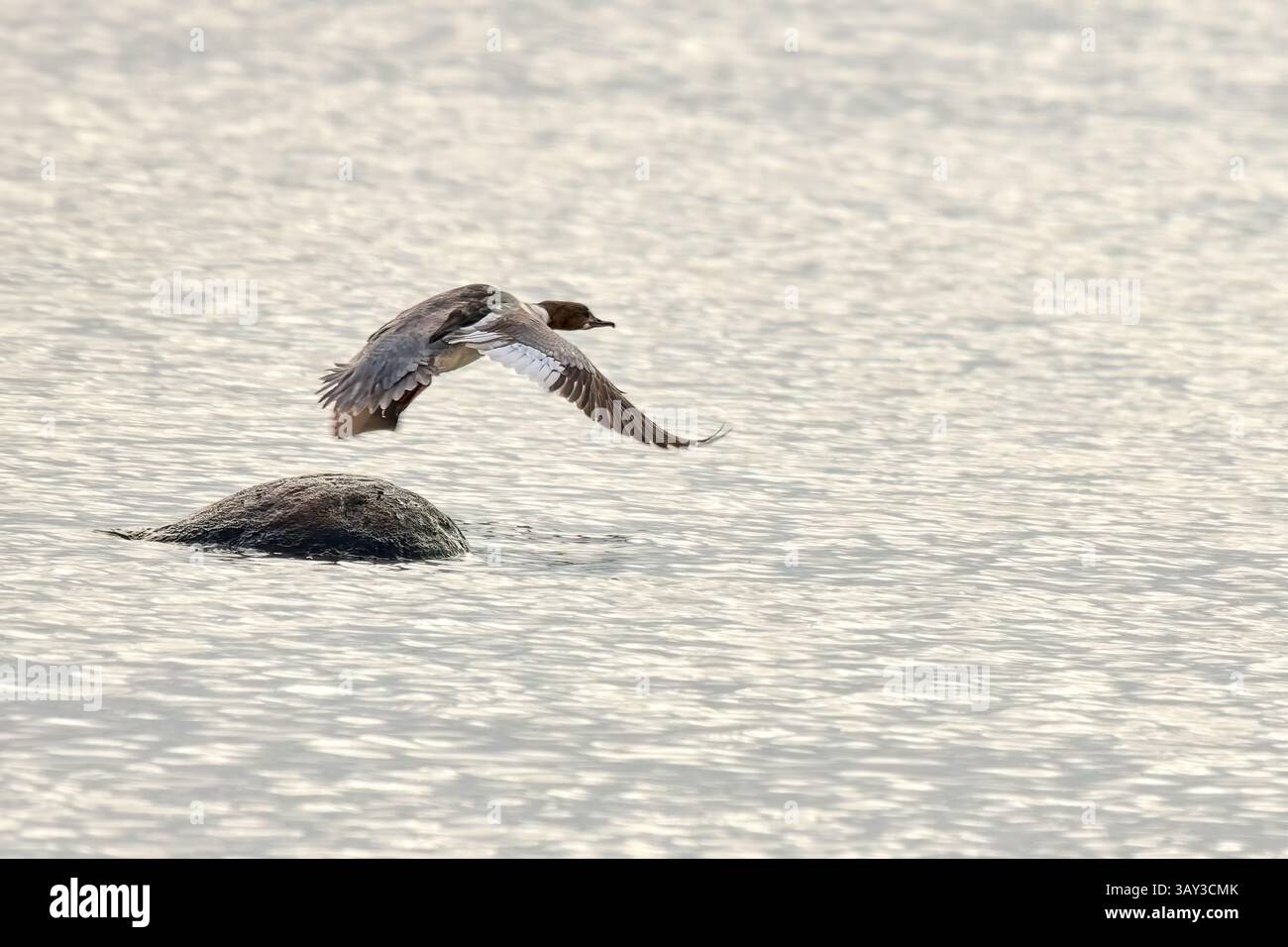 The duck common merganser in flight over water Stock Photo - Alamy