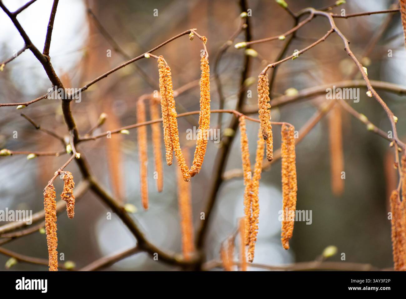 Long hanging catkins on the branches of the tree, spring day Stock ...