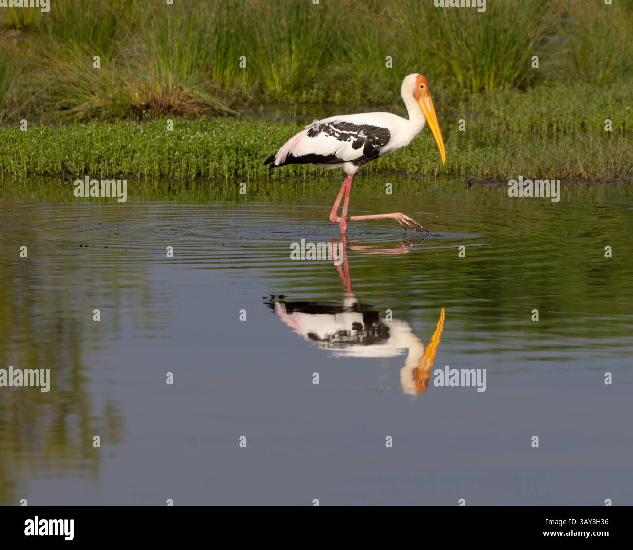 A painted stork hunting for food in Yala National Park, Sri Lanka Stock ...