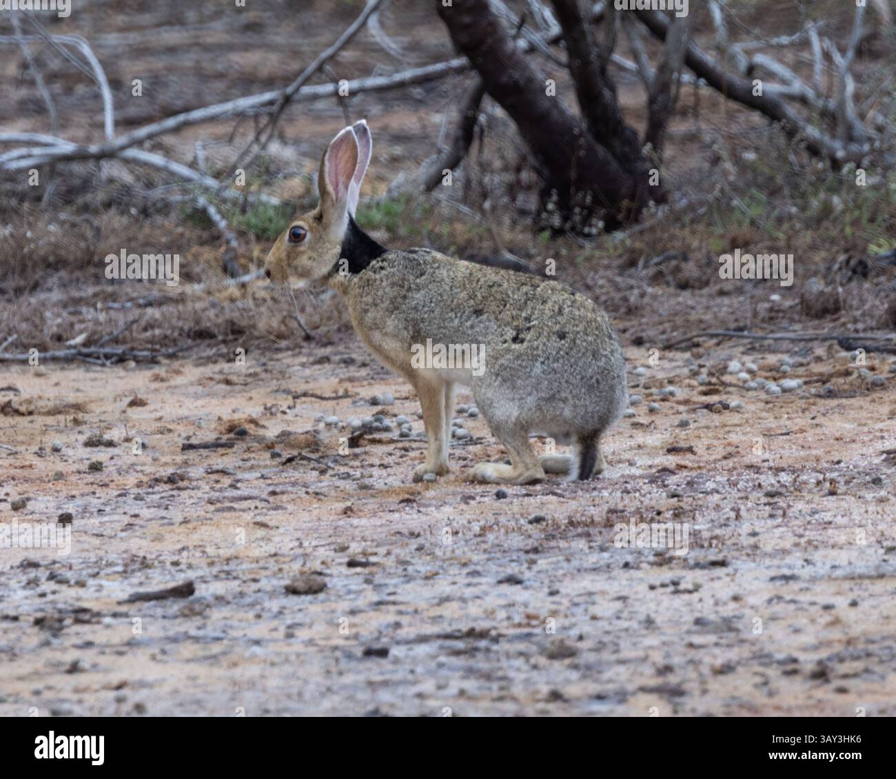An Indian hare in Yala National Park, Sri Lanka Stock Photo - Alamy