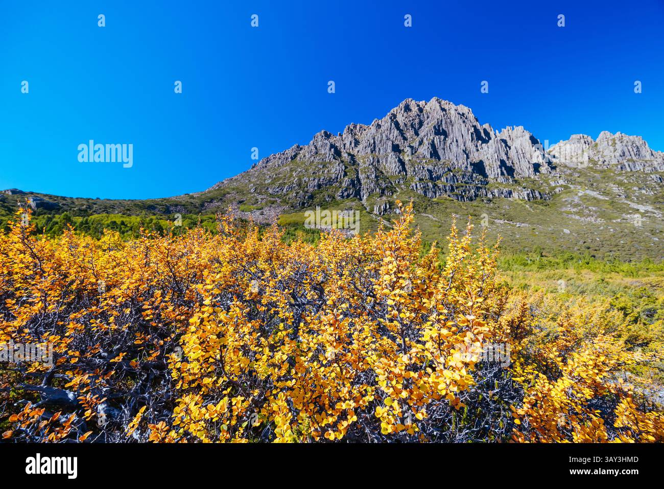 Turning of the Fagus in Tasmania Australia Stock Photo - Alamy