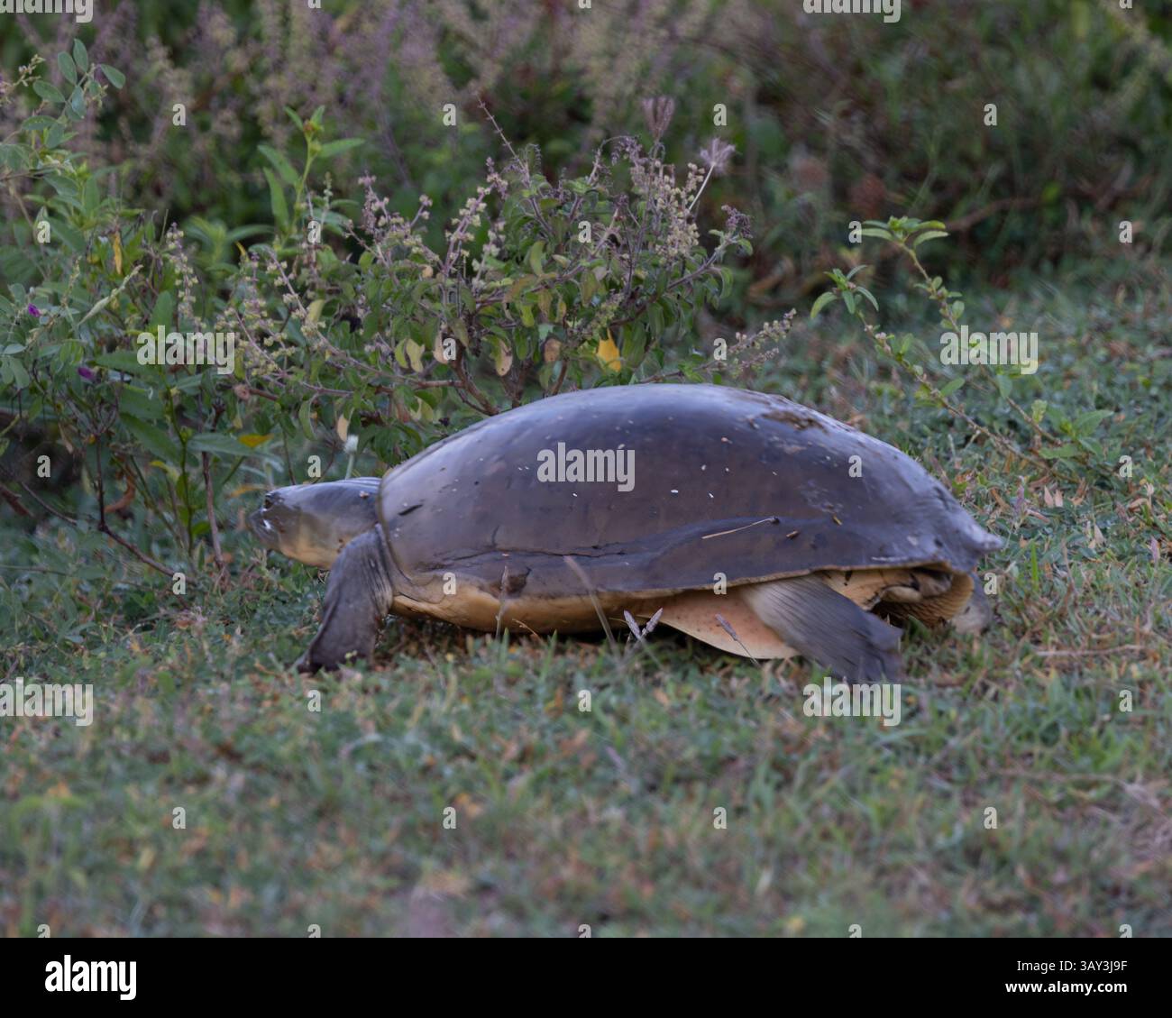 An Sri Lankan flapshell turtle in Yala national Park in Sri Lanka Stock ...