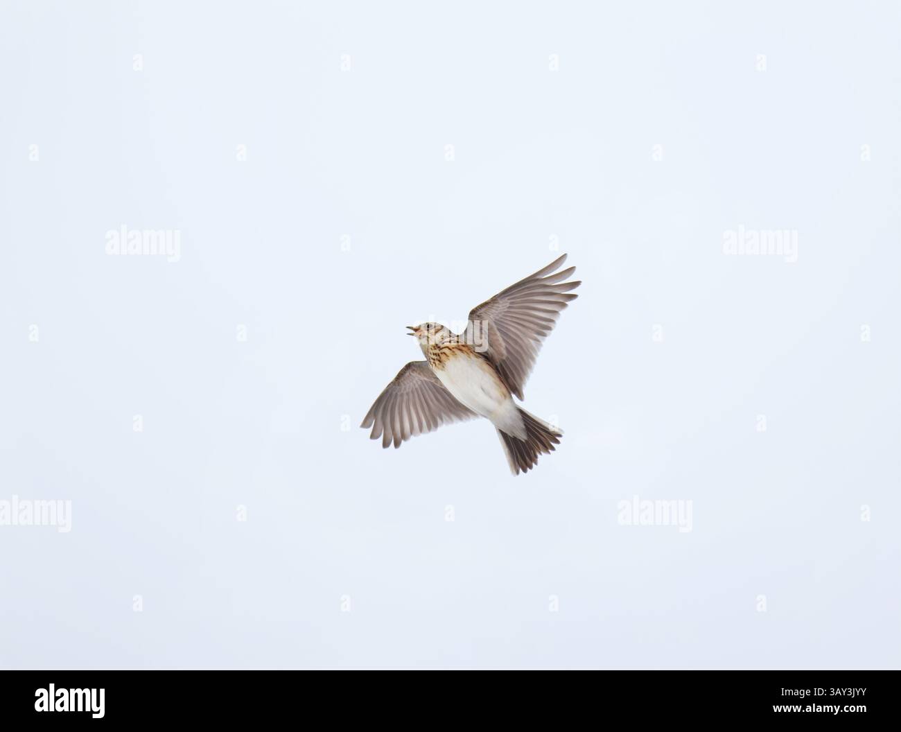 Skylark flying hi-res stock photography and images - Alamy