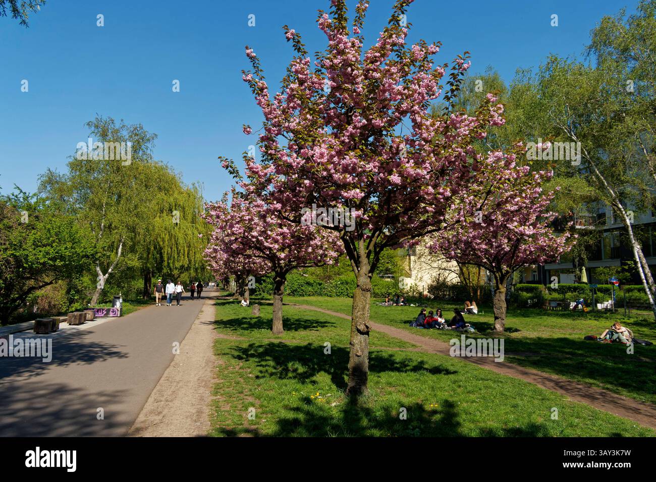 Cherry Blossom in Berlin, Germany Frühling in Berlin, Japanische Kirschblüten, Sakura, TV-Asahi ...