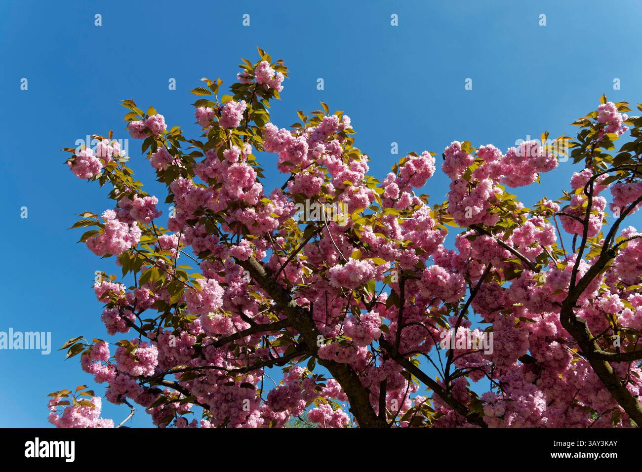 Cherry Blossom in Berlin, Germany Frühling in Berlin, Japanische Kirschblüten, Sakura, TV-Asahi ...