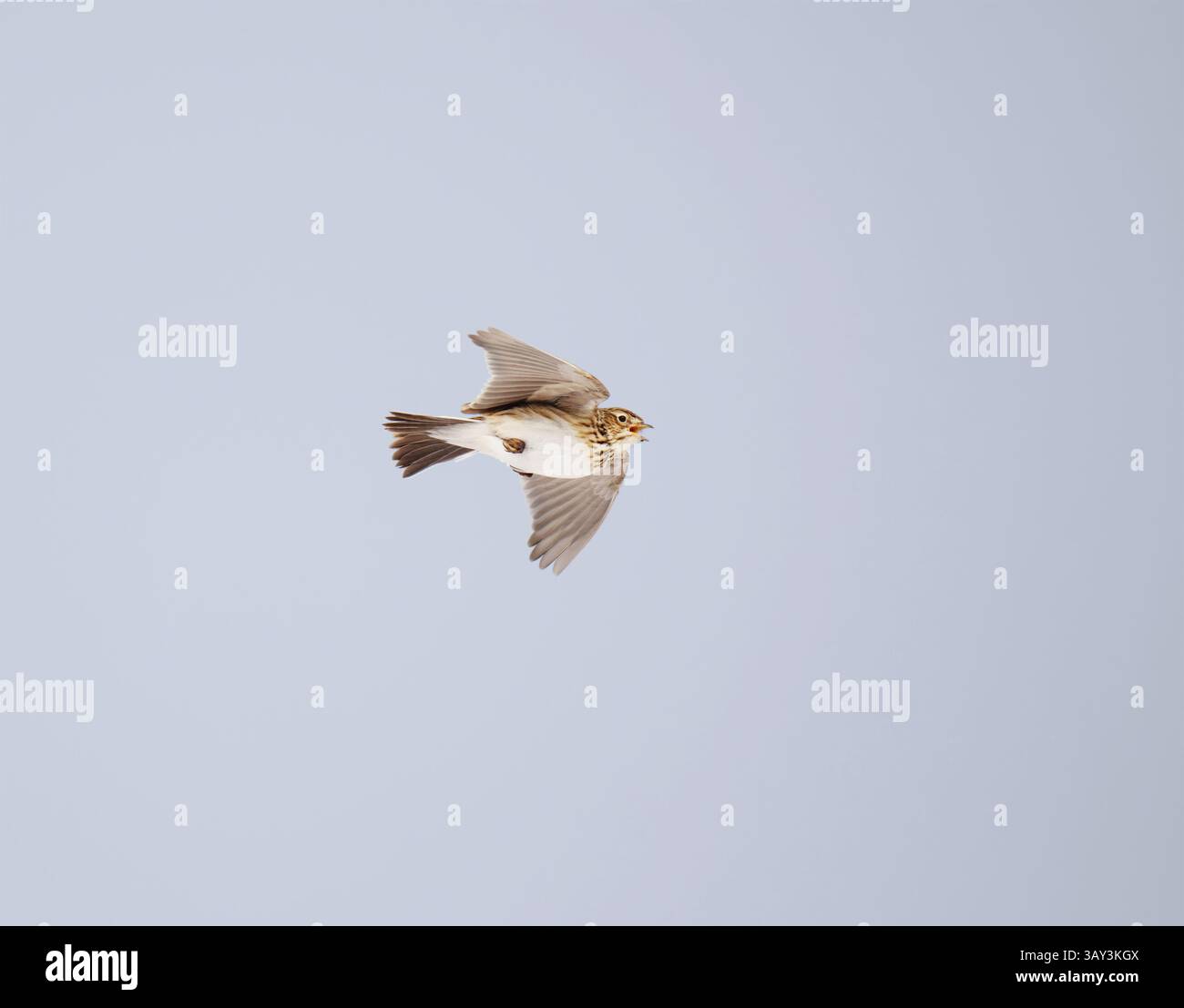 Skylark flying hi-res stock photography and images - Alamy