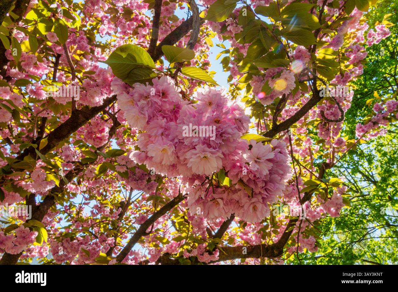 Cherry Blossom in Berlin, Germany Frühling in Berlin, Japanische Kirschblüten, Sakura, TV-Asahi ...