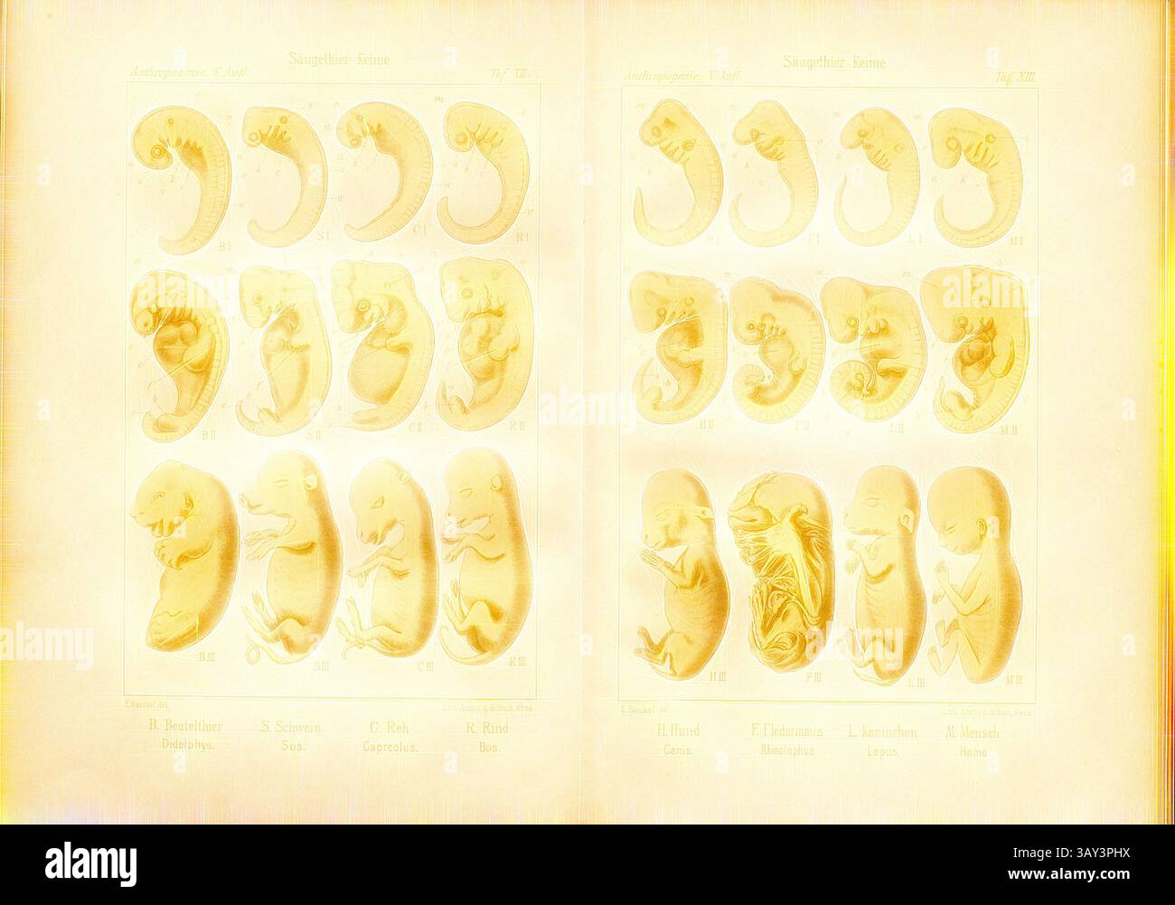 A detailed illustration showcasing various stages of embryonic ...