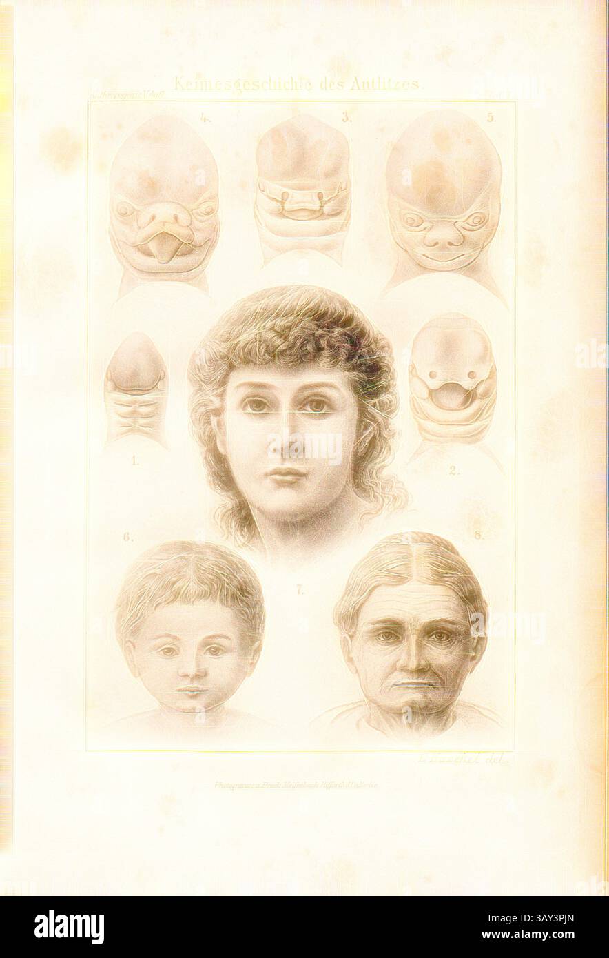 A collection of detailed anatomical illustrations showcasing different ...