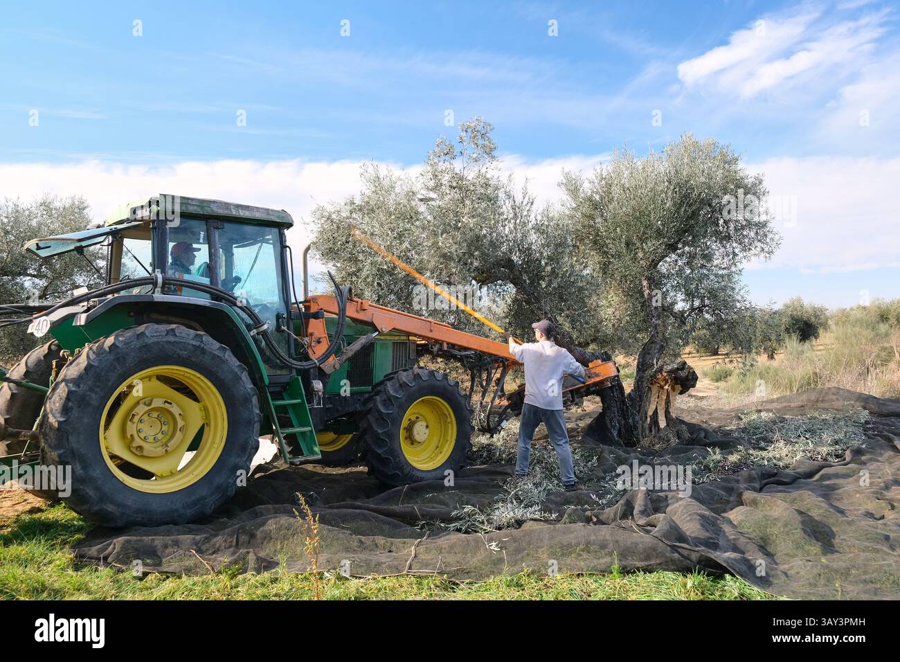 A tractor operates in an olive orchard, helping a worker harvest olives ...