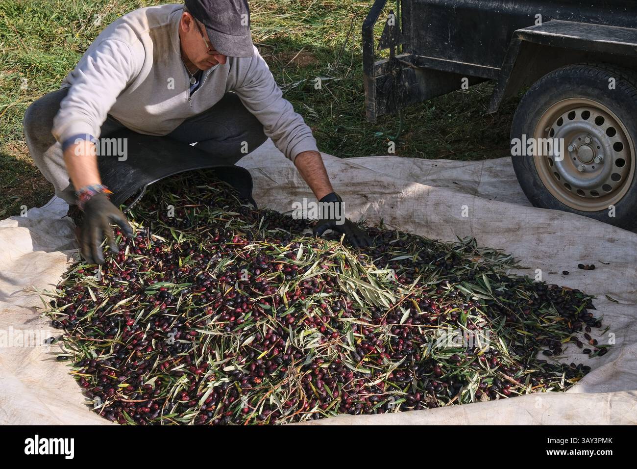 A farmer wearing a cap and gloves gathers freshly picked olives from a ...