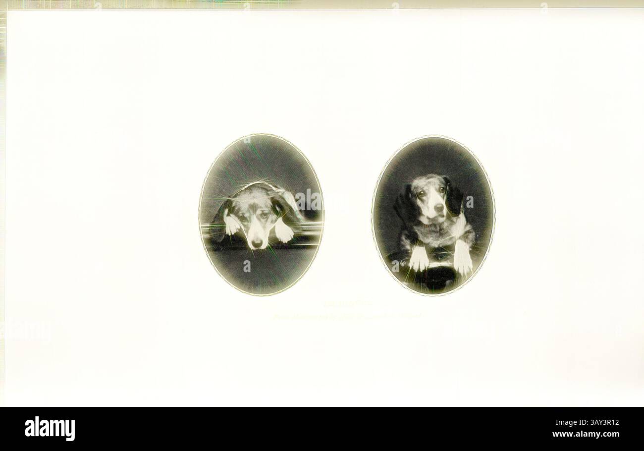 Presented in oval frames hi-res stock photography and images - Alamy