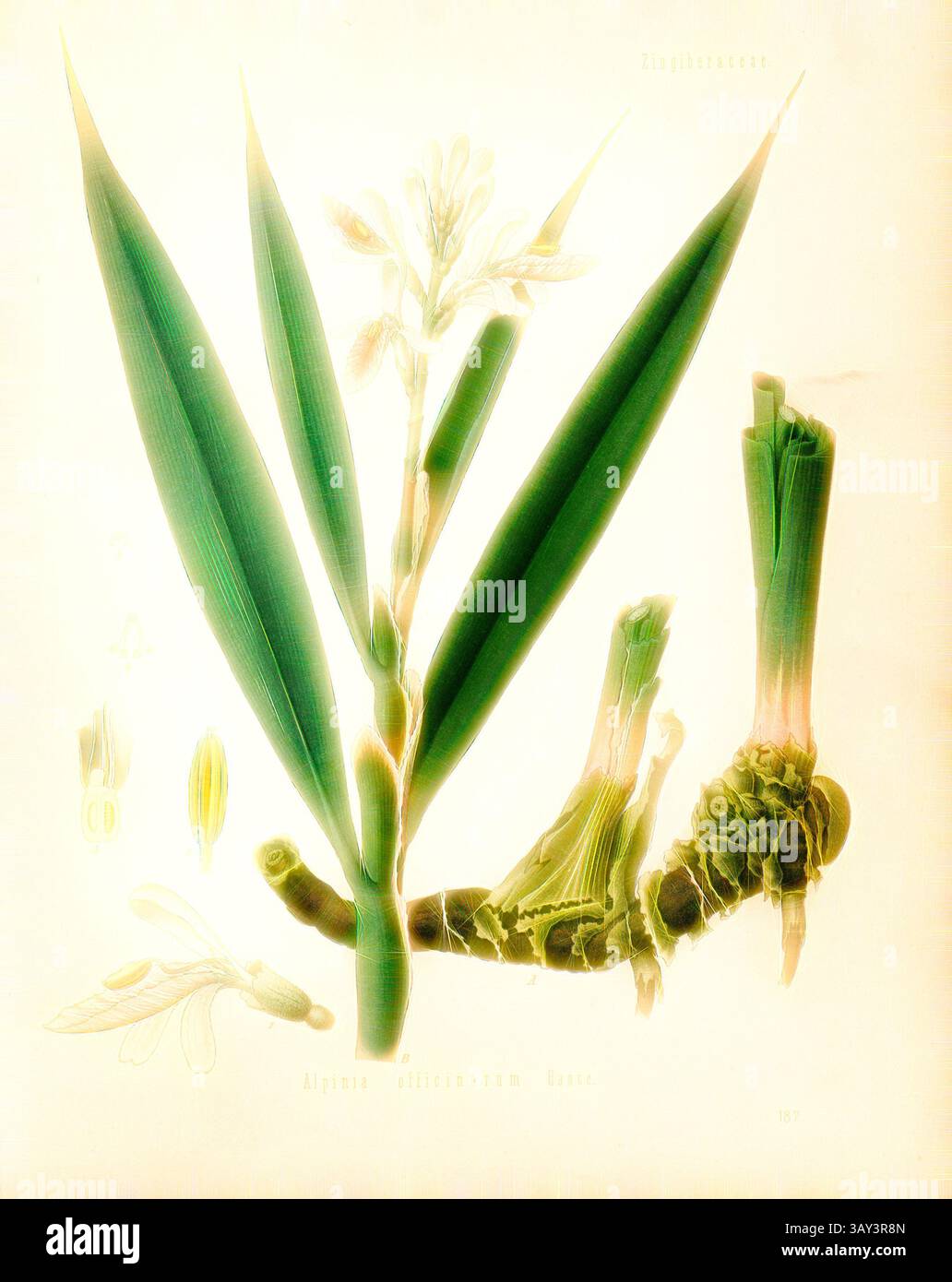 A botanical illustration featuring detailed depictions of elongated ...