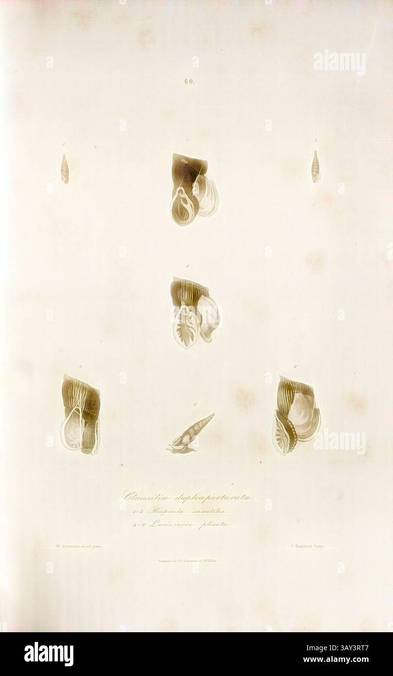 Various anatomical structures of marine organisms hi-res stock ...