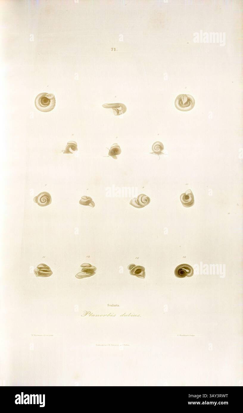 Various snail shells displayed hi-res stock photography and images - Alamy