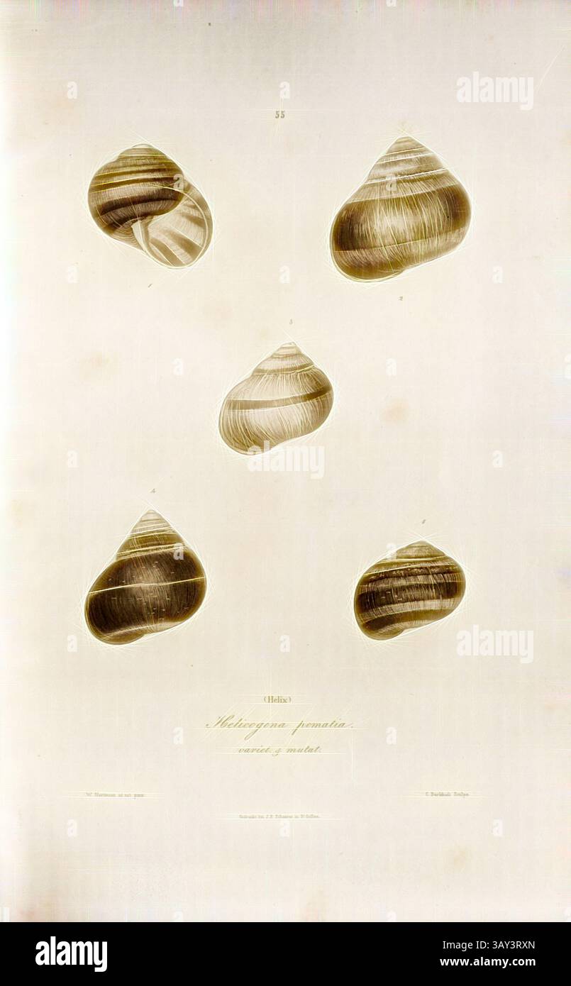 A detailed illustration featuring various shell shapes and patterns ...
