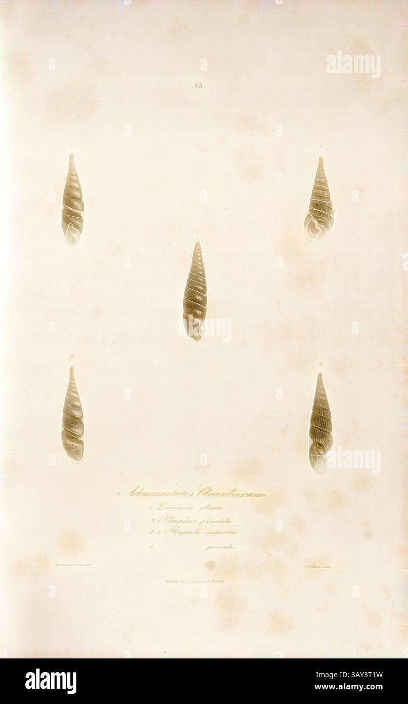 Abnormalities clausiliarum 1 2 5 rupicola small plicaphora plica hi-res ...