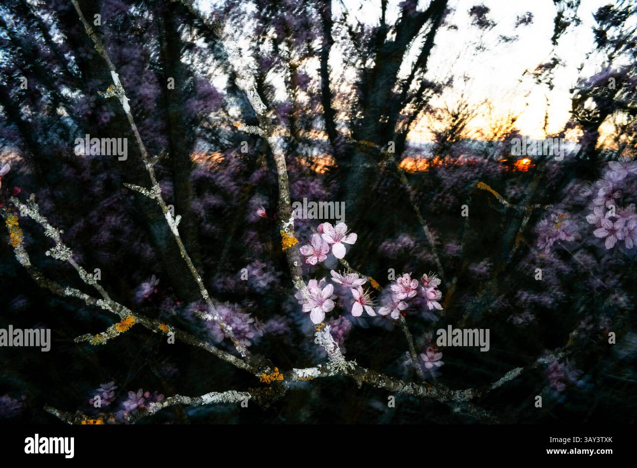 Soft pink cherry blossom lit by the fading sunset glow contrast with ...