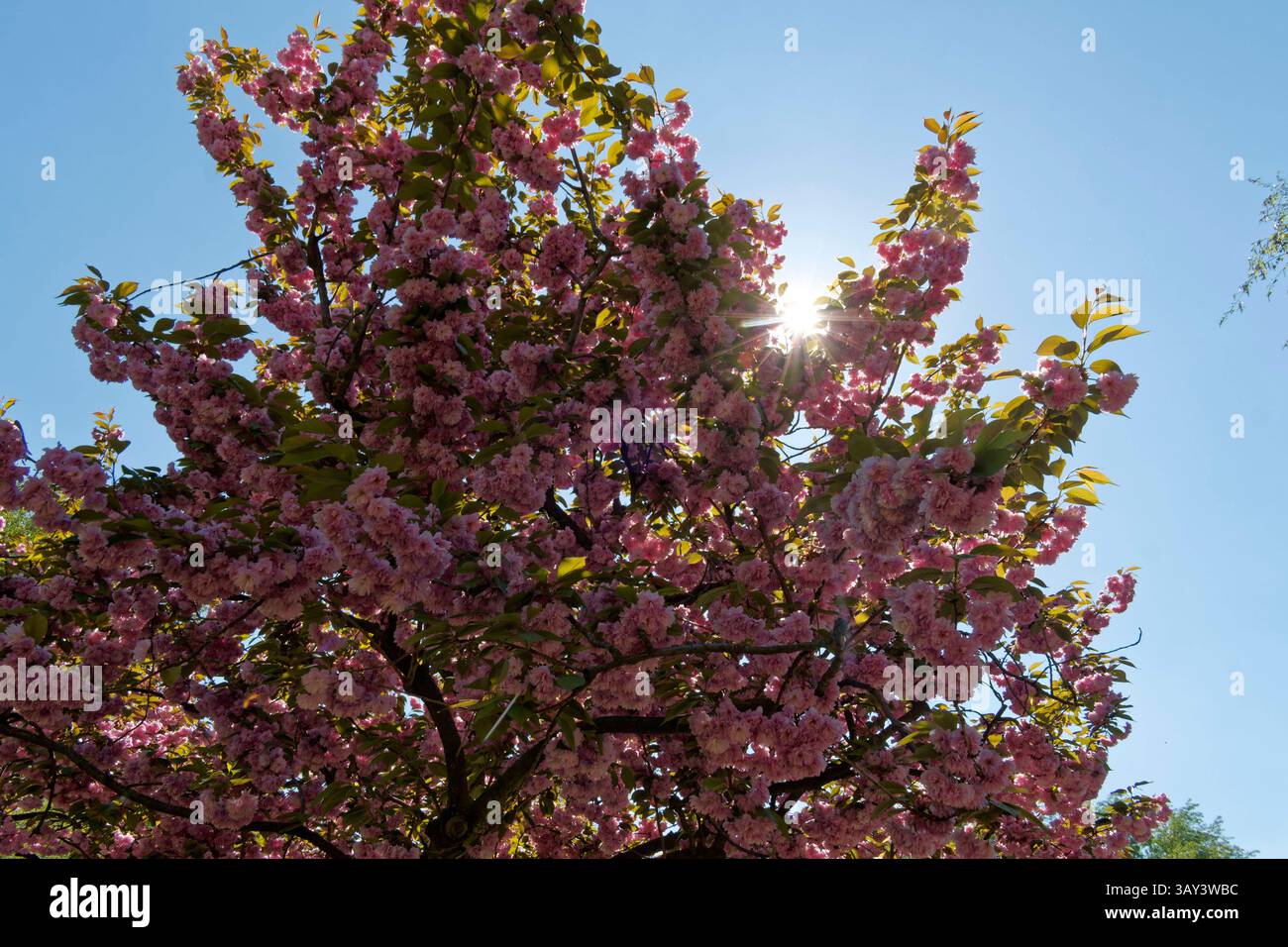Cherry Blossom in Berlin, Germany Frühling in Berlin, Japanische Kirschblüten, Sakura, TV-Asahi ...