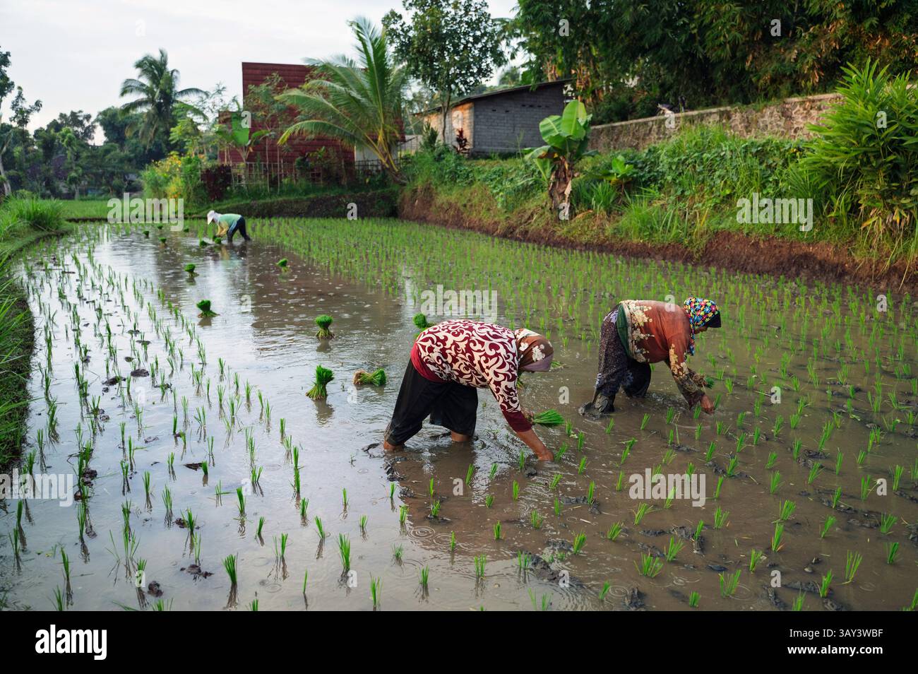 Farmers working in a vibrant Indonesian rice paddy, surrounded by lush ...