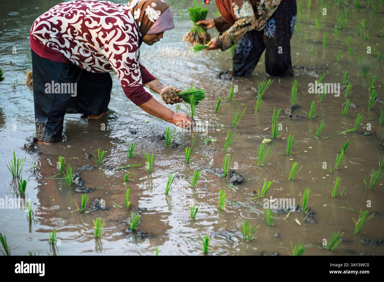 Farmers in Indonesian rice paddies plant young seedlings in wet, muddy ...