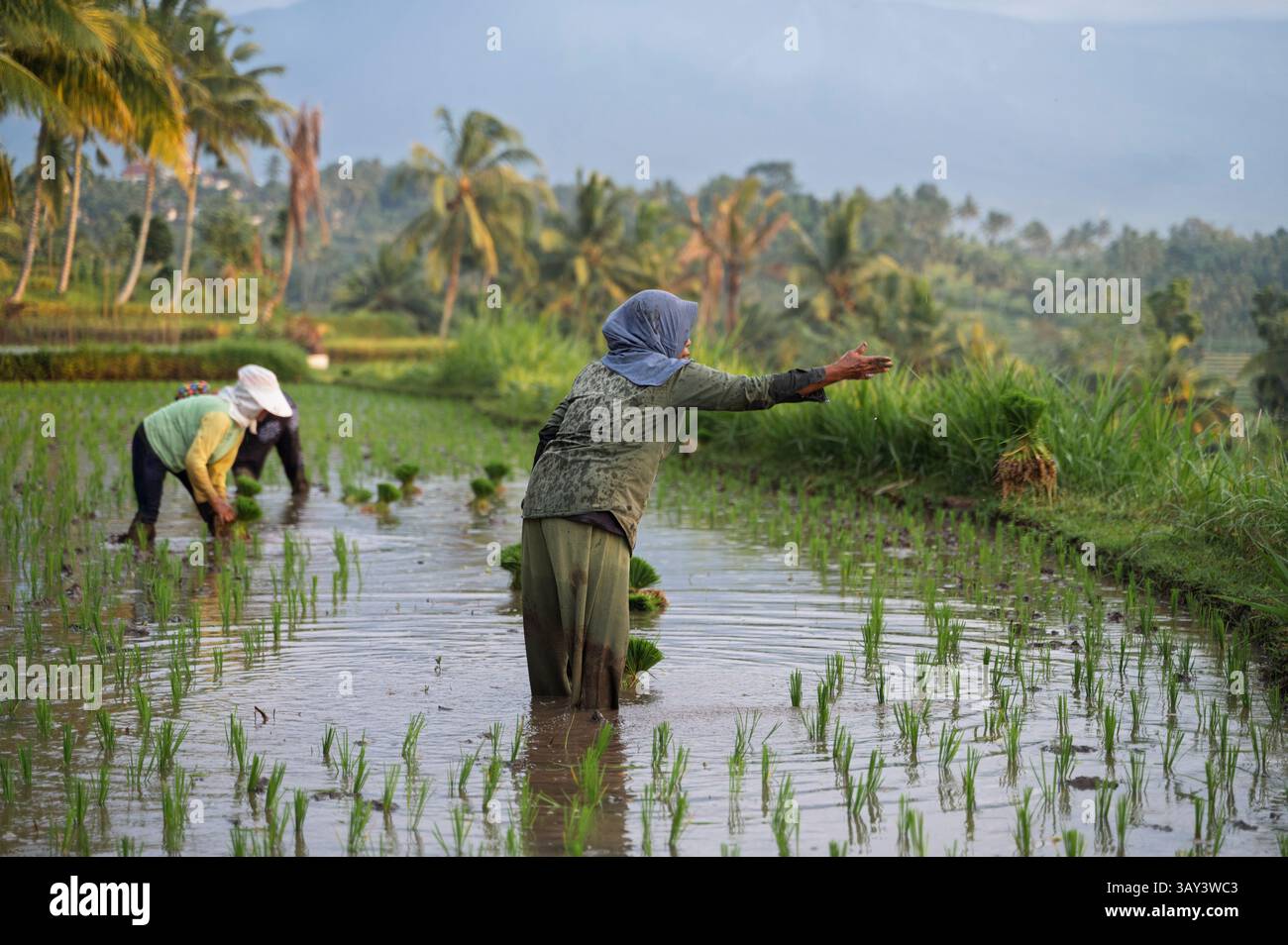 Farmers work in a lush Indonesian rice field, surrounded by tropical ...