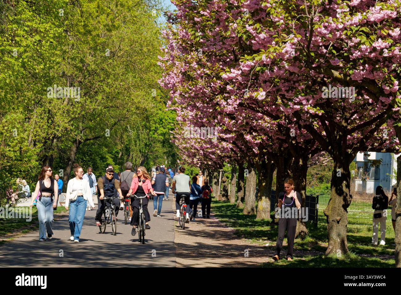 Cherry Blossom in Berlin, Germany Frühling in Berlin, Japanische Kirschblüten, Sakura, TV-Asahi ...