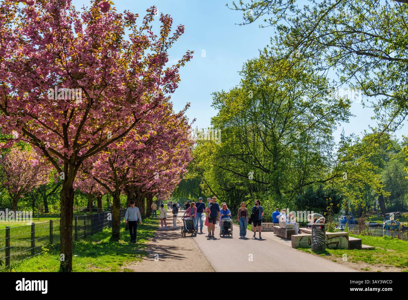 Cherry Blossom in Berlin, Germany Frühling in Berlin, Japanische Kirschblüten, Sakura, TV-Asahi ...