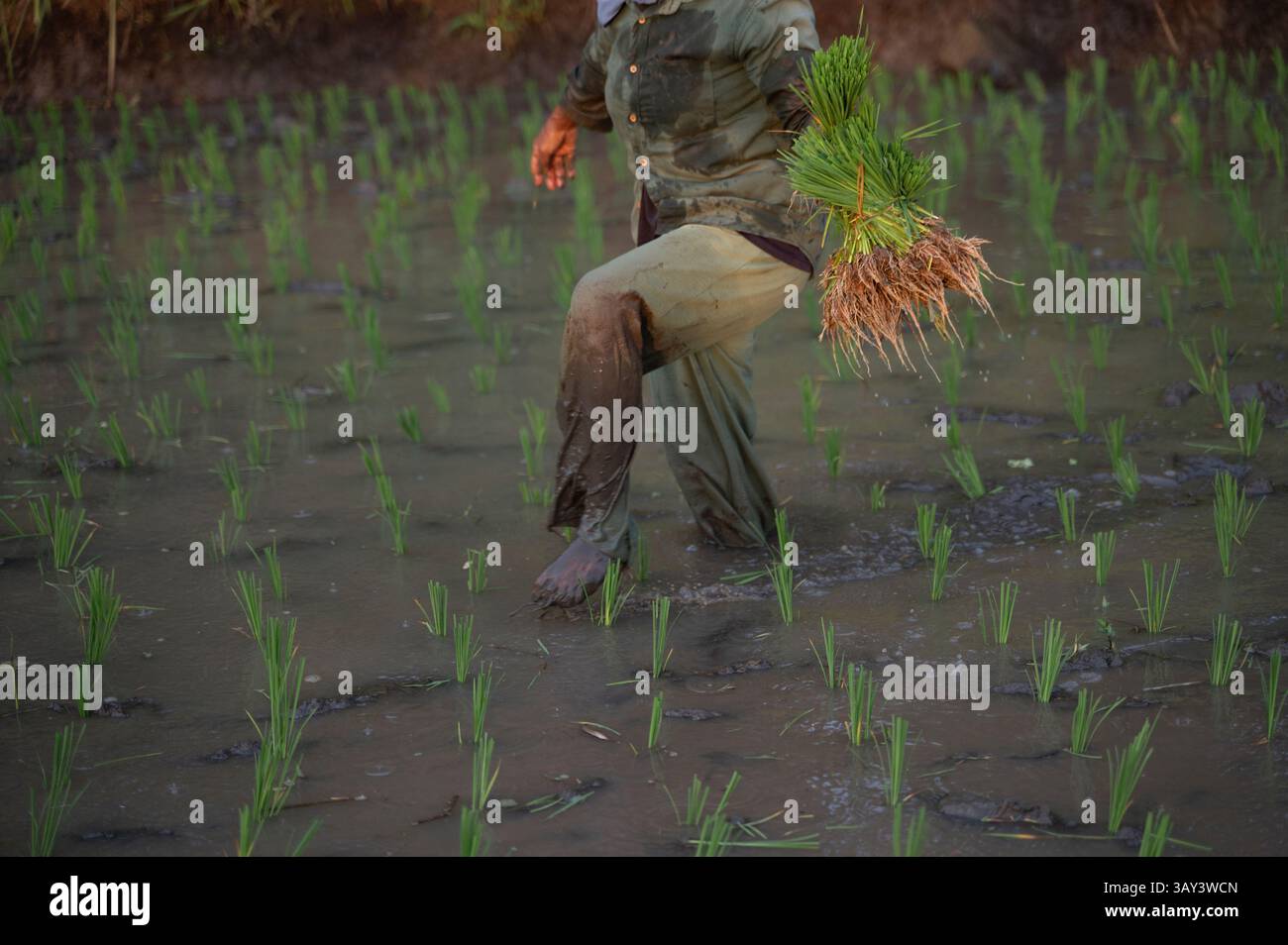 Farmer walks barefoot through hi-res stock photography and images - Alamy