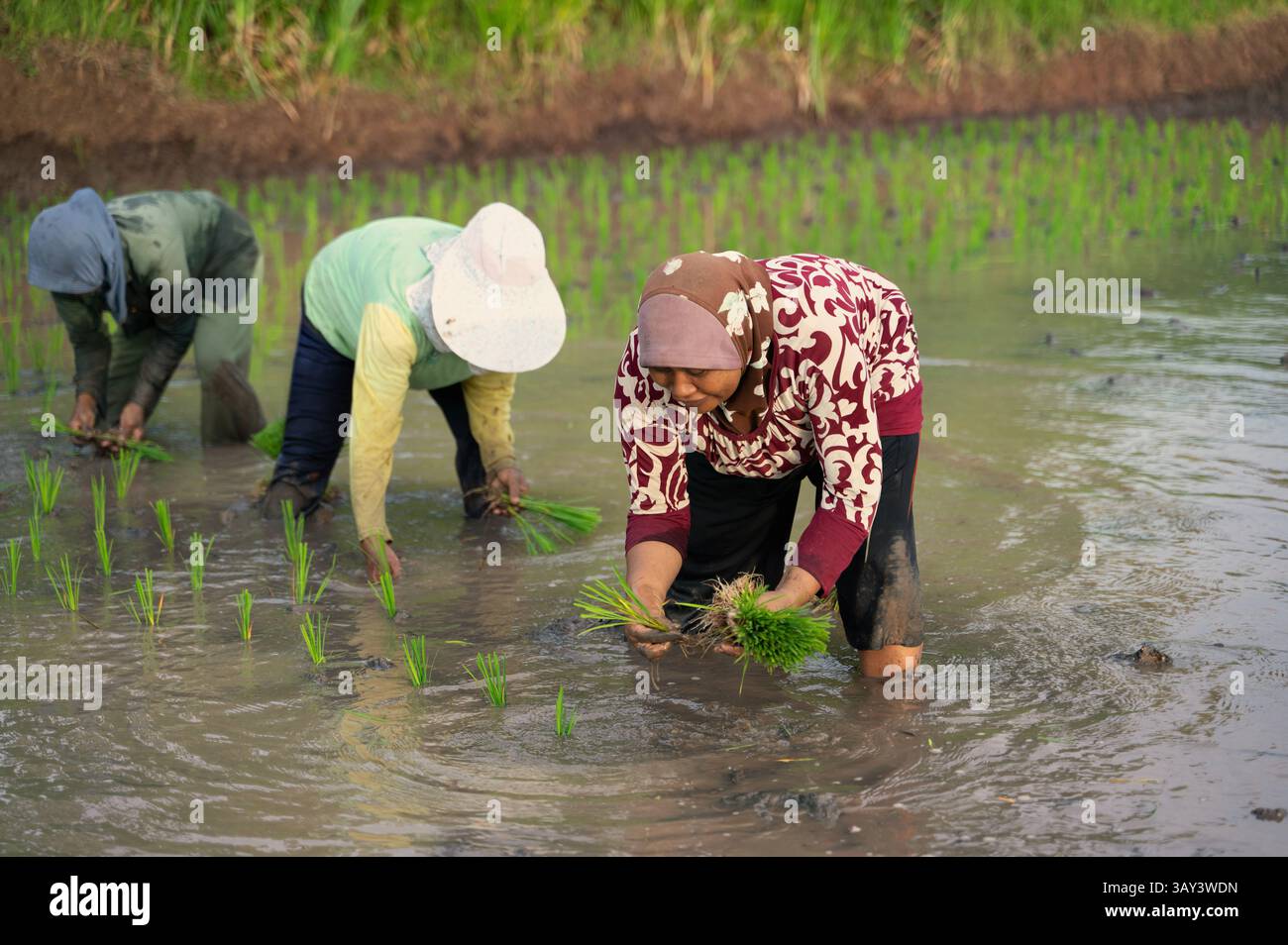 Indonesian farmers skillfully plant rice seedlings in lush paddy fields ...