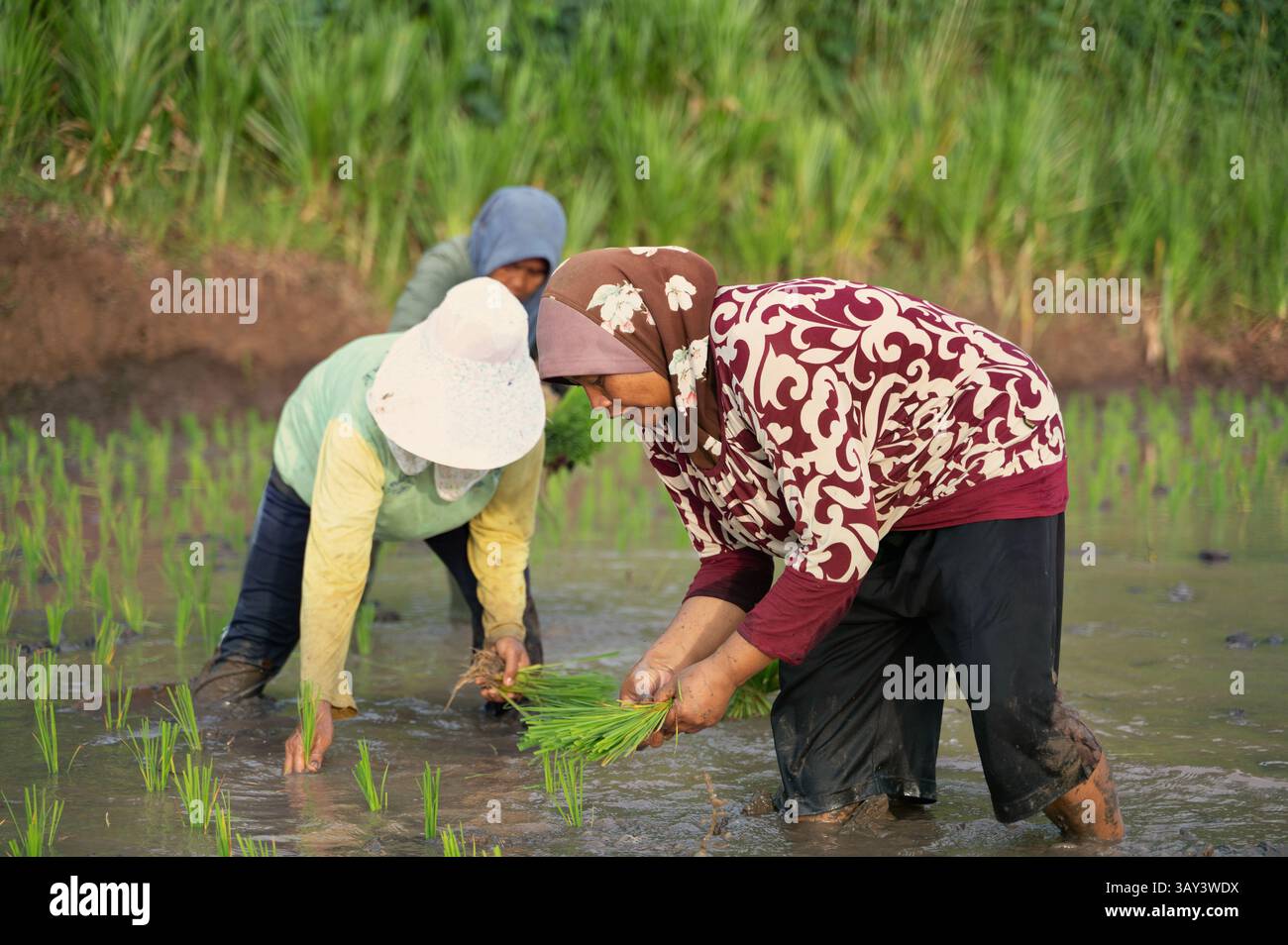 Women farmers meticulously planting rice seedlings in a lush Indonesian ...