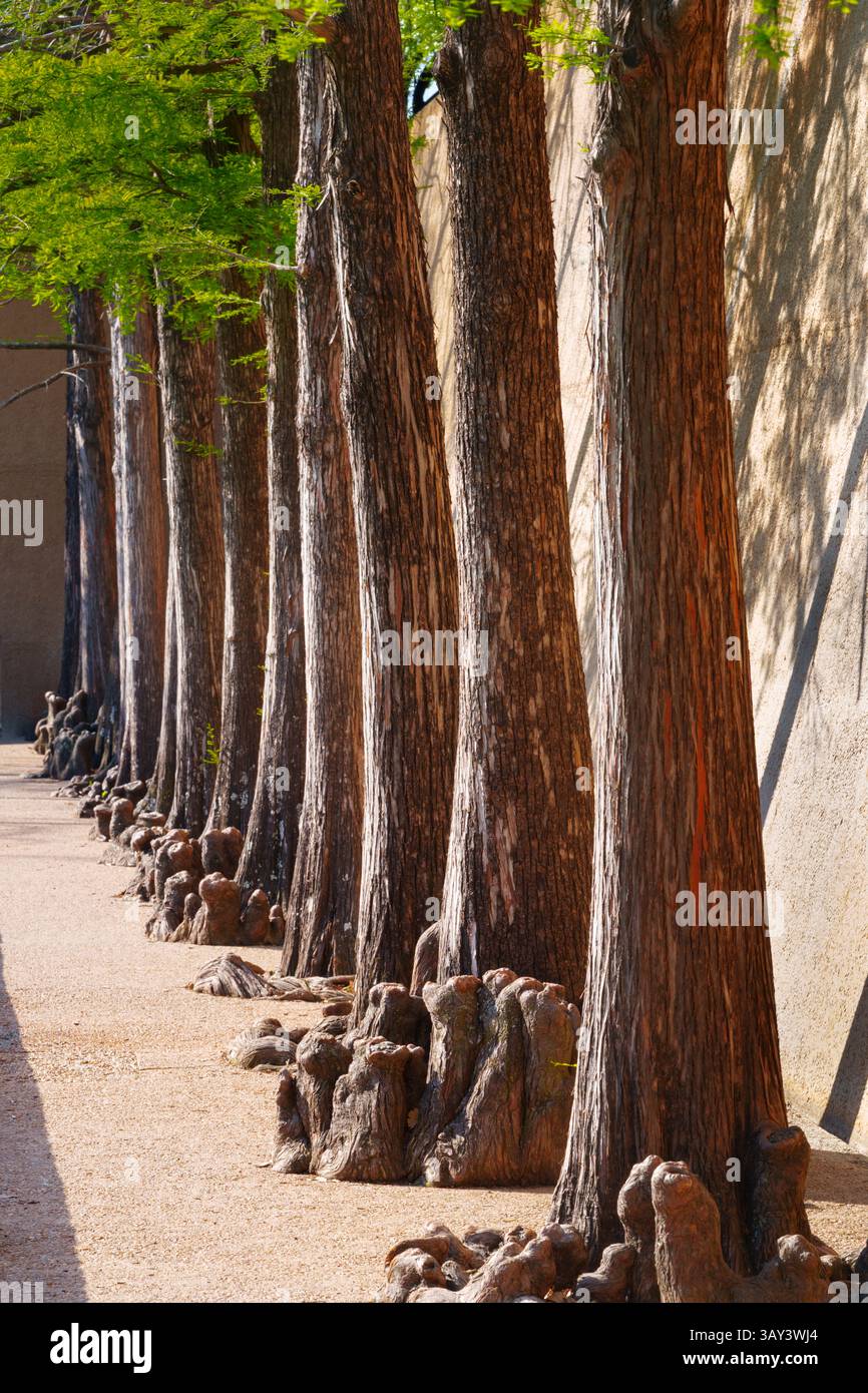 A row of cypress trees putting up many knees in a pool area below ...