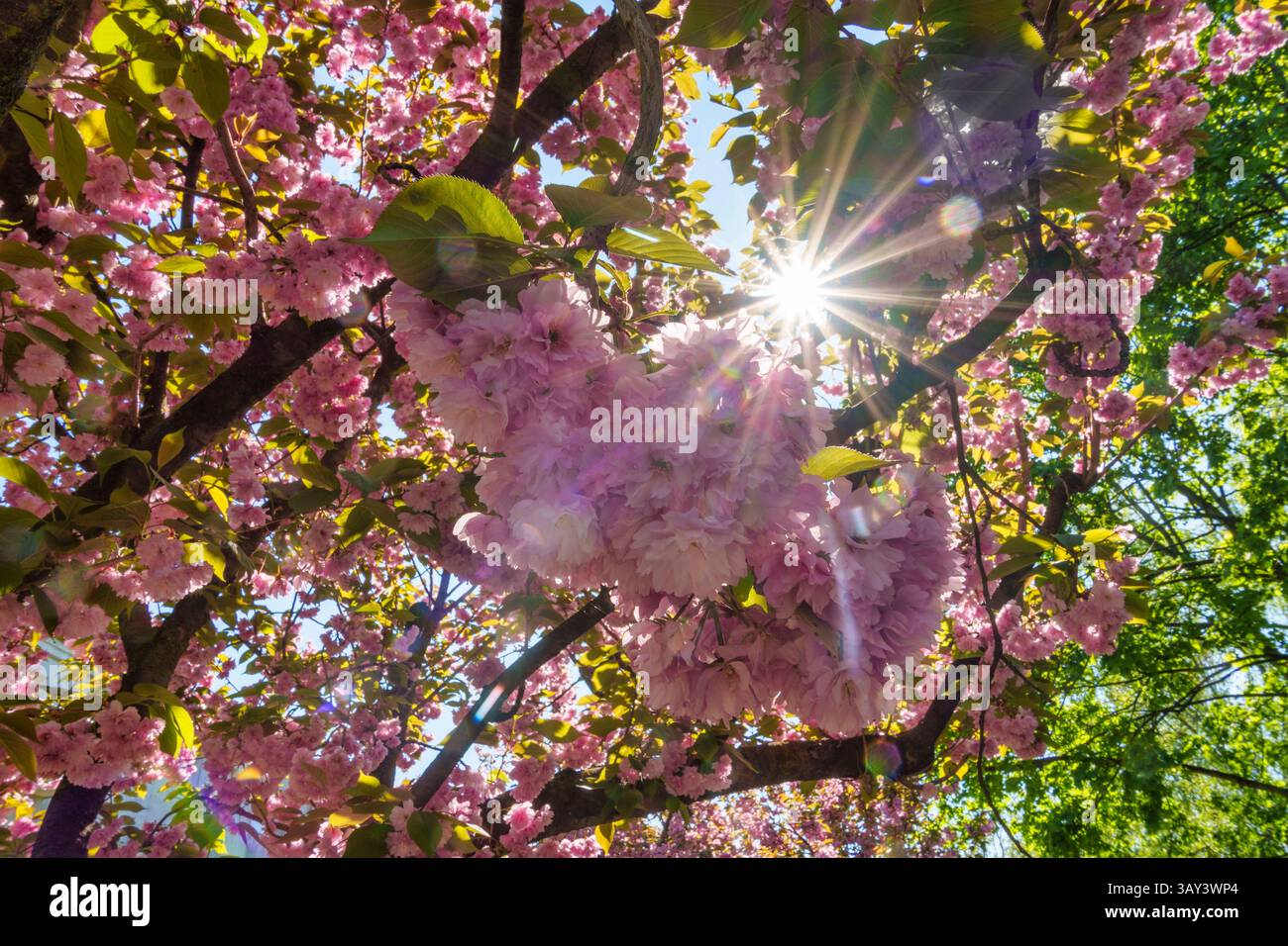 Cherry Blossom in Berlin, Germany Frühling in Berlin, Japanische Kirschblüten, Sakura, TV-Asahi ...