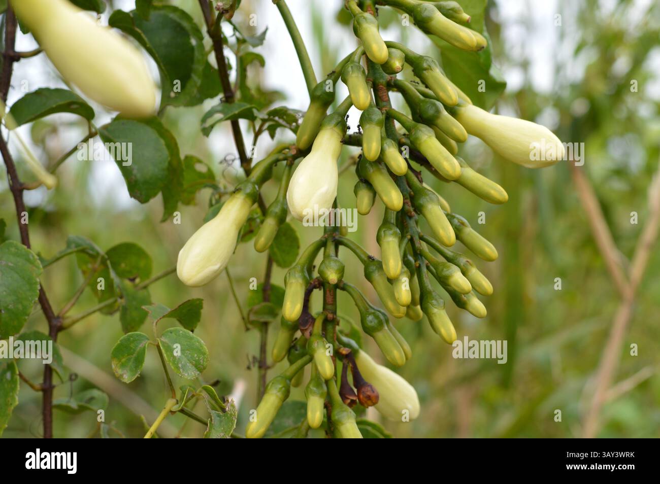 Stunning high resolution close up of Fagraea berteroana flower buds ...
