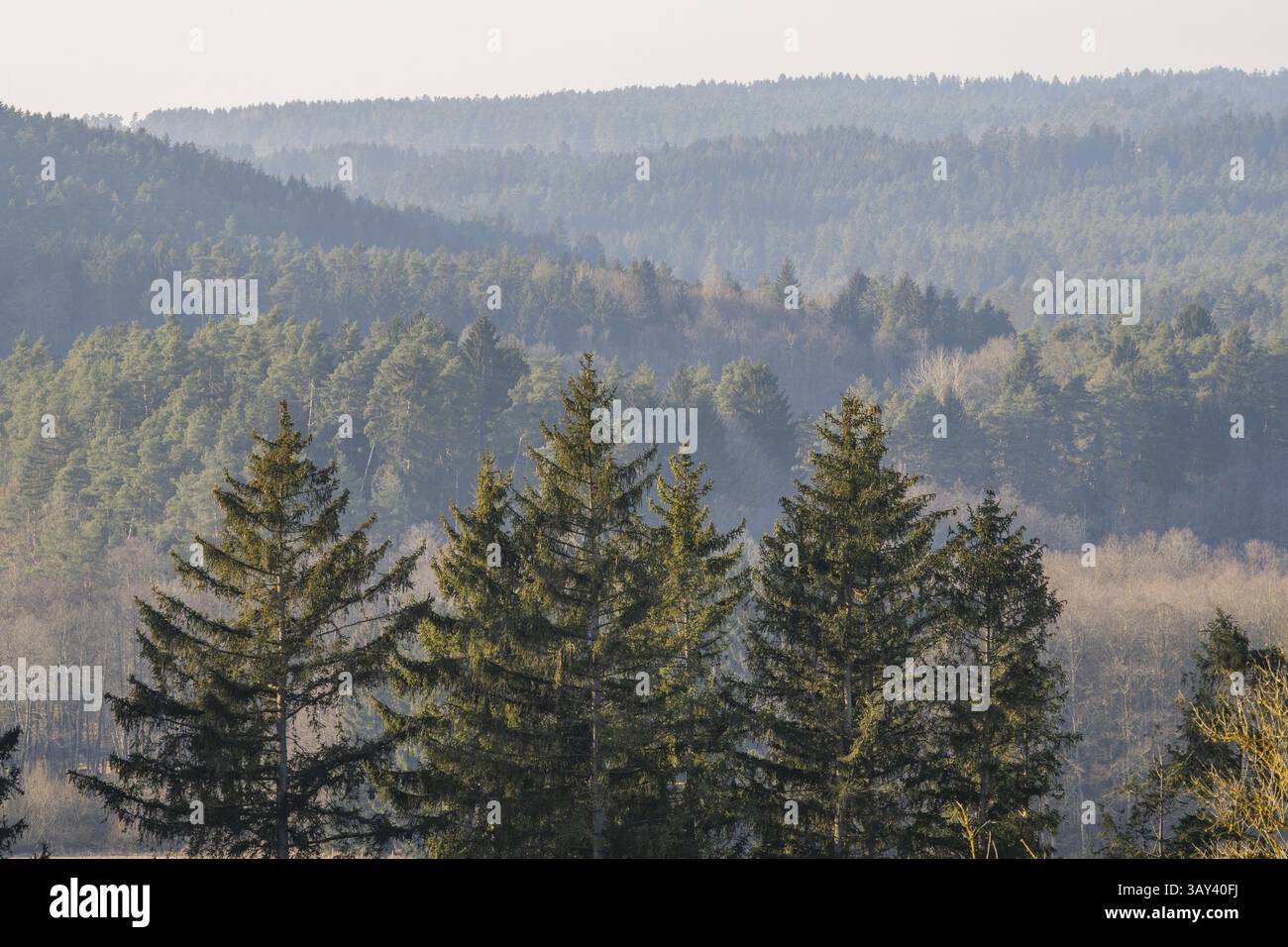 Breathtaking view of a dense forest with layers of evergreen pine trees ...