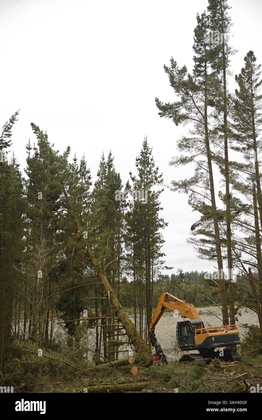 A logging machine operates in a dense forest, expertly cutting down ...