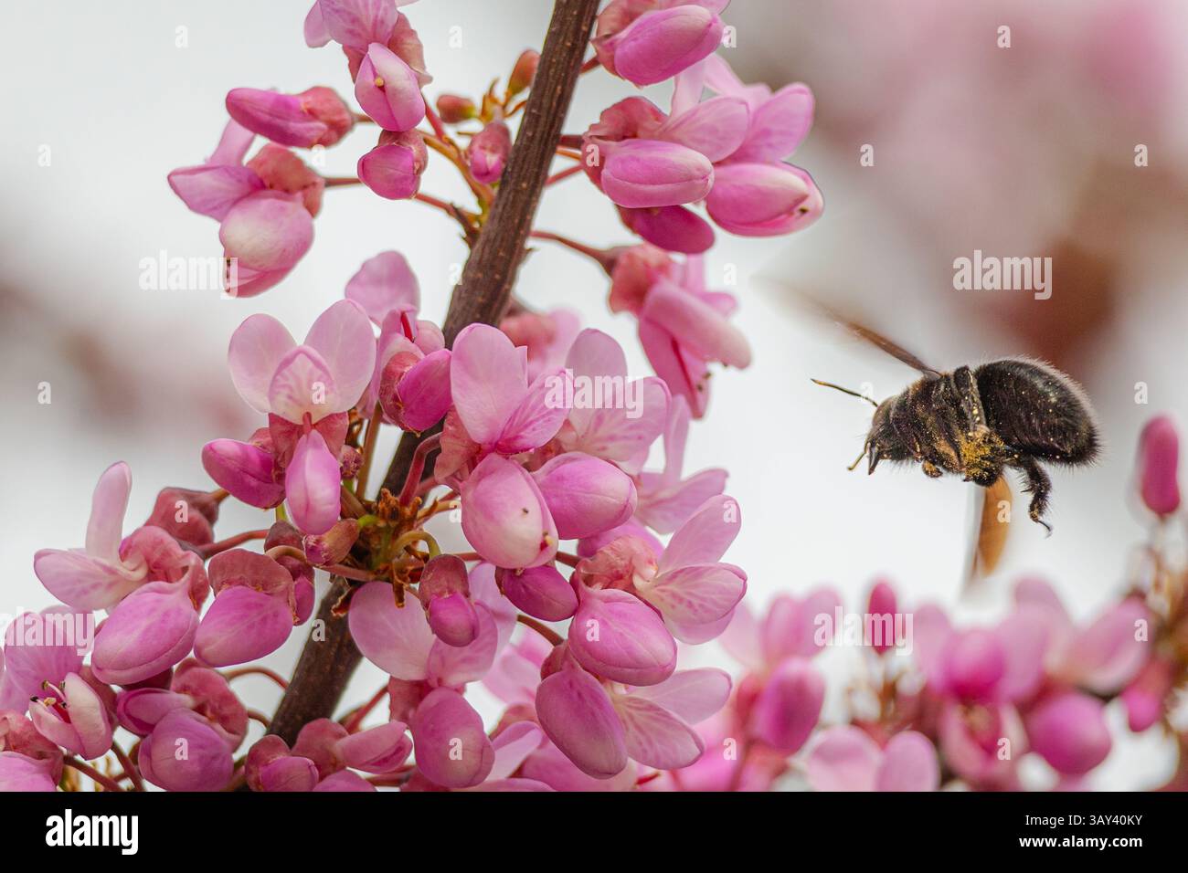 A bumblebee hovers near bright pink petals, collecting pollen in a ...