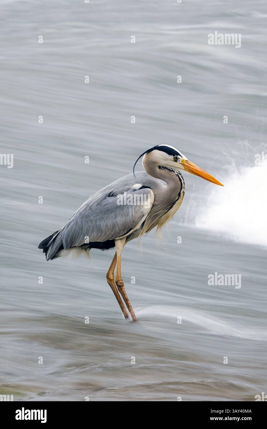 A majestic heron stands elegantly in flowing water, with ripples around ...