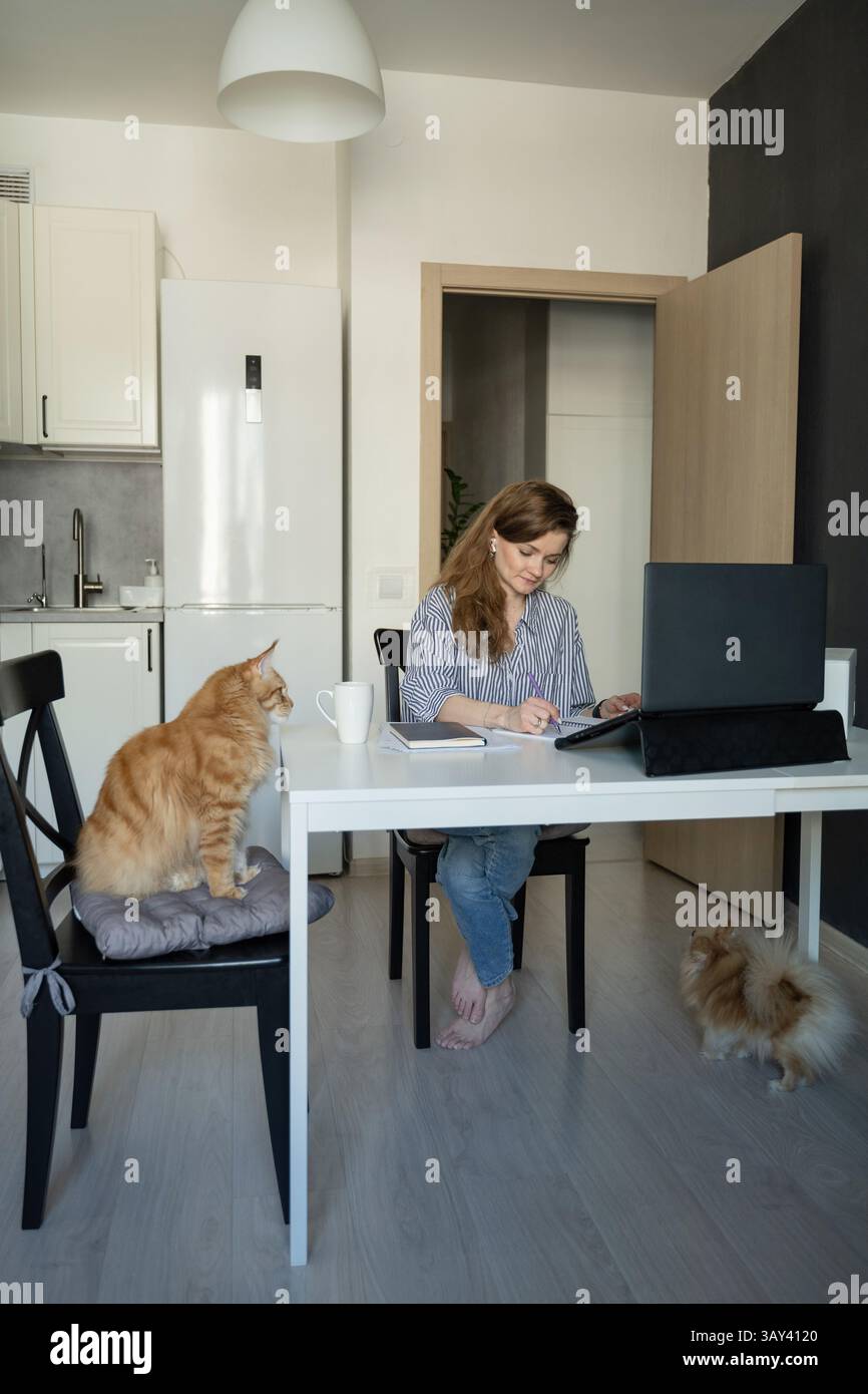 Ginger cat works in office hi-res stock photography and images - Alamy