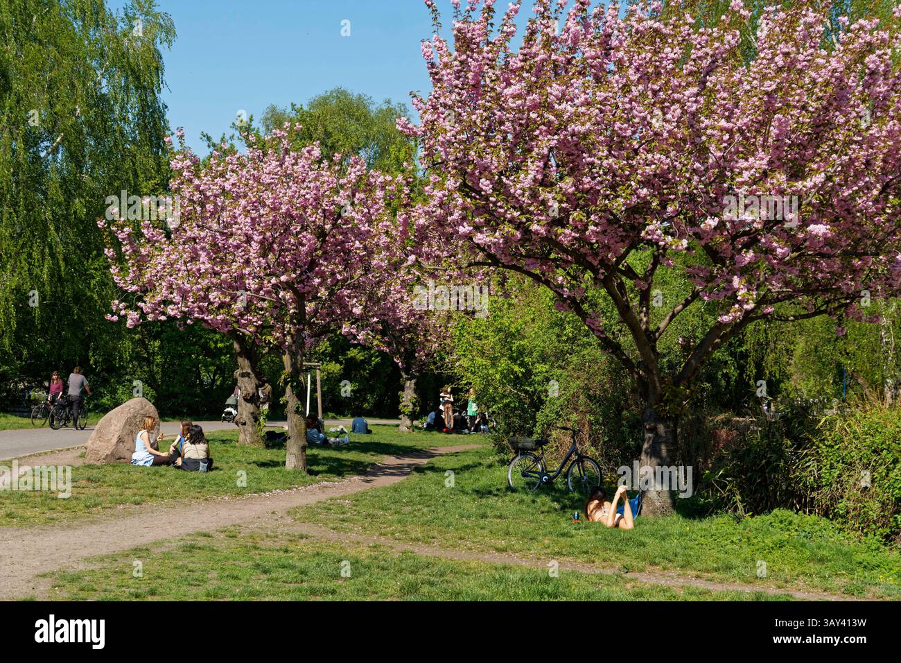 Cherry Blossom in Berlin, Germany Frühling in Berlin, Japanische Kirschblüten, Sakura, TV-Asahi ...