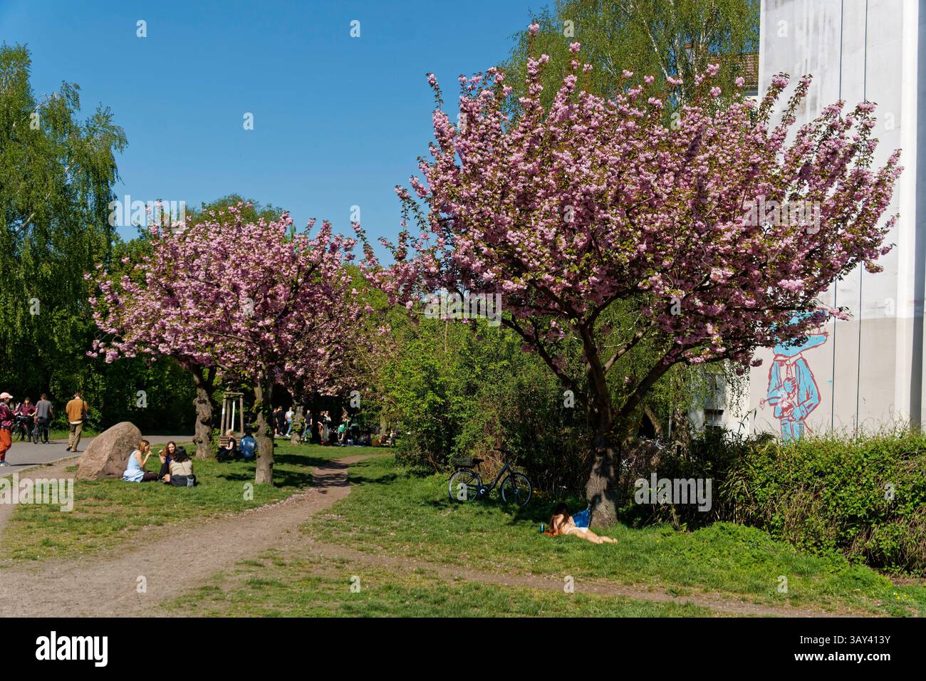 Cherry Blossom in Berlin, Germany Frühling in Berlin, Japanische Kirschblüten, Sakura, TV-Asahi ...