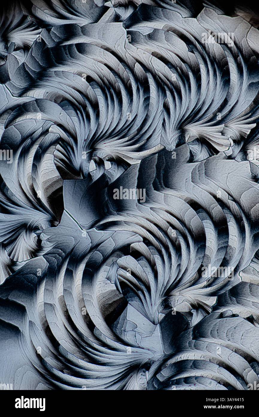 Stunning black and white microscopic image showcasing intricate ...