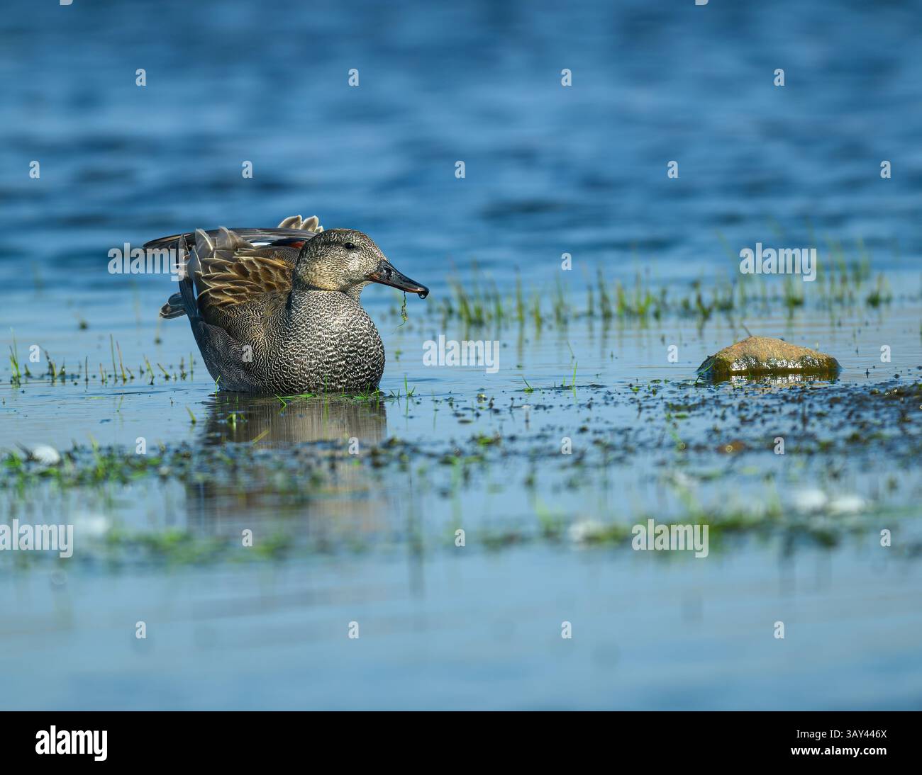 A female gadwall gracefully moves through calm, shallow water in a ...